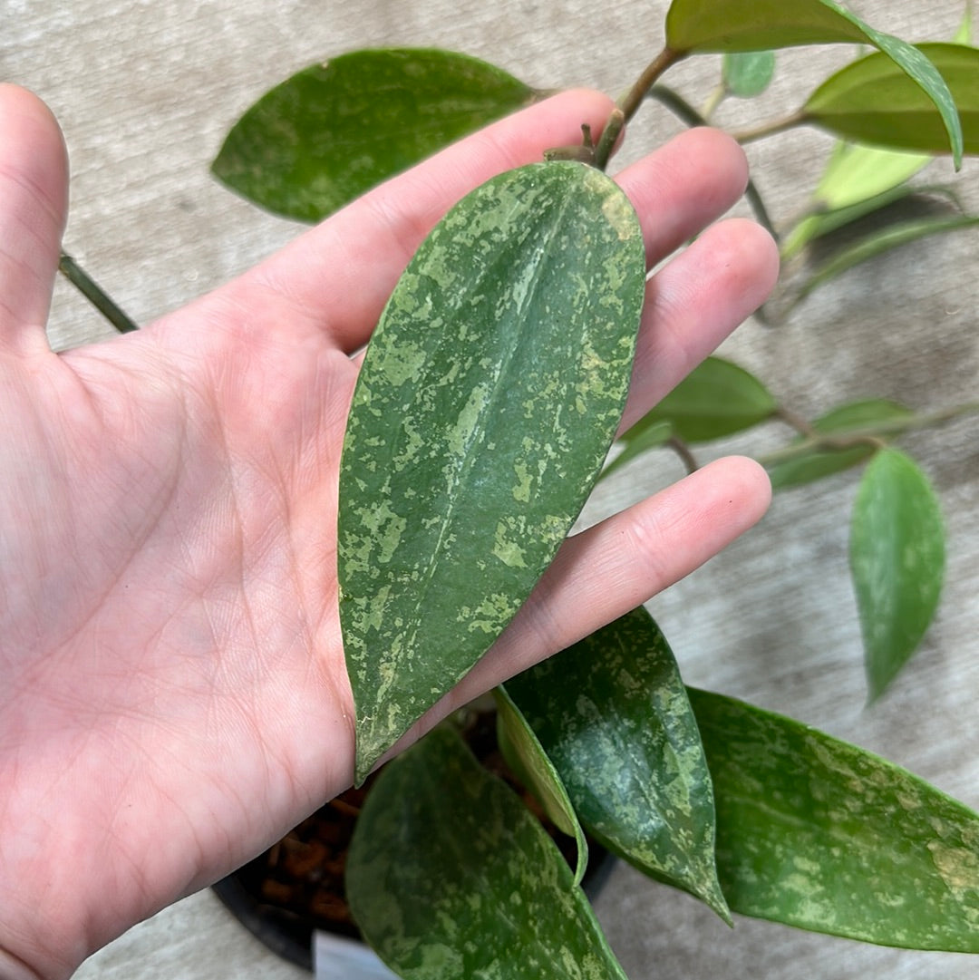 Hoya latifolia Rangsan 4" HB – Kent East Hill Nursery