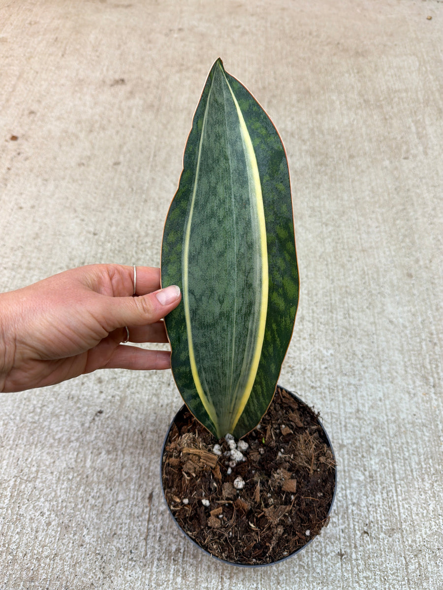 Sansevieria masoniana varieagata albo 6" - White Variegated Whale Fin – Kent East Hill Nursery