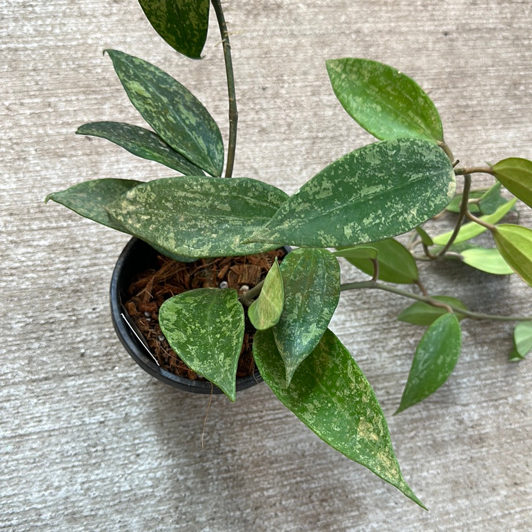 Hoya latifolia Rangsan 4" HB – Kent East Hill Nursery