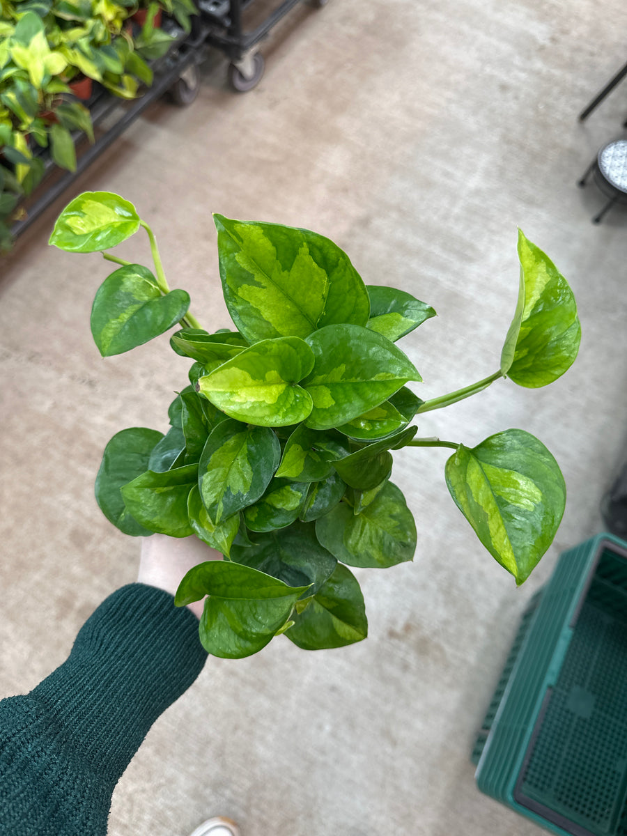 Epipremnum aureum 'Global Green' 4" - Pothos – Kent East Hill Nursery