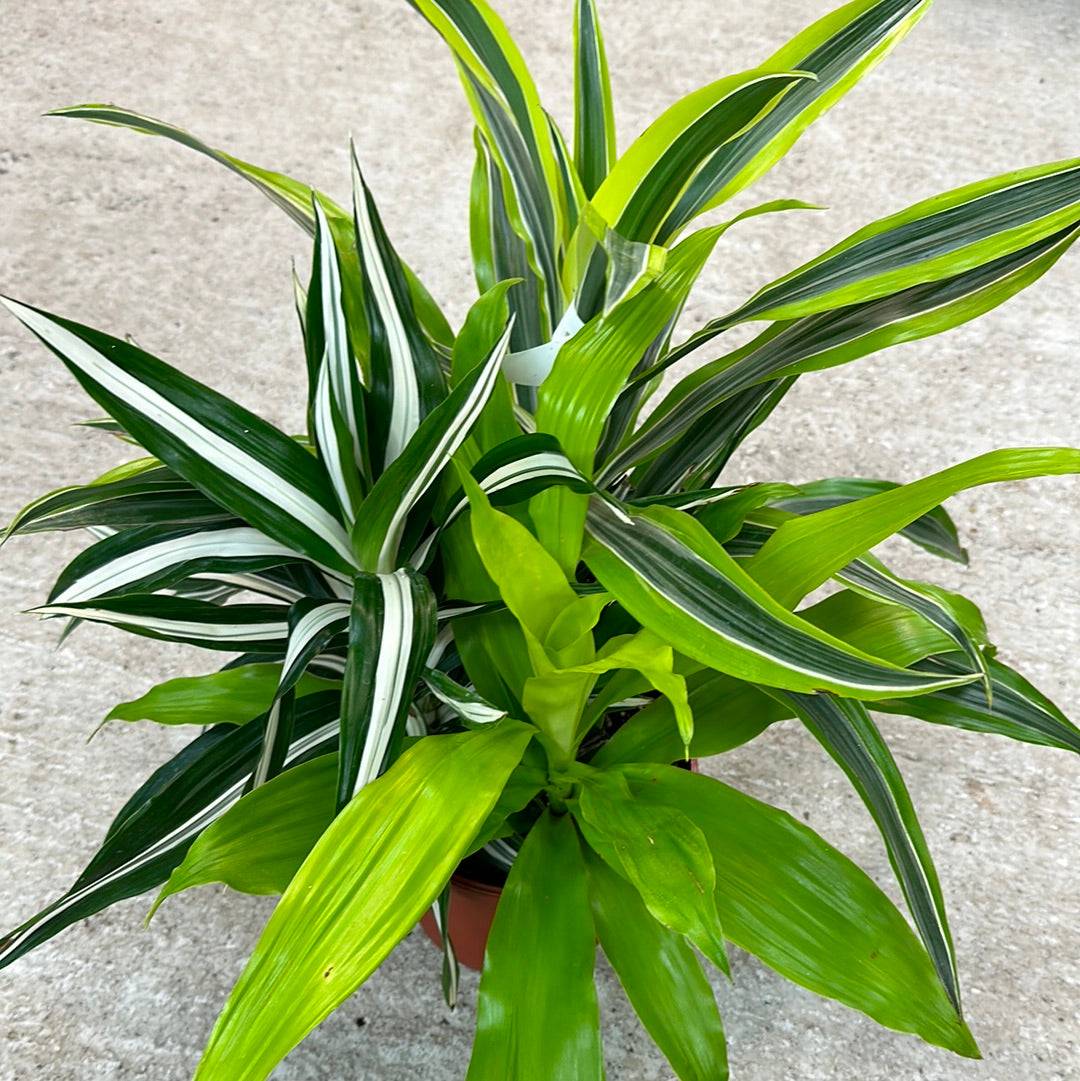 Dracaena sp. 8" - Dragon Cane Combo – Kent East Hill Nursery