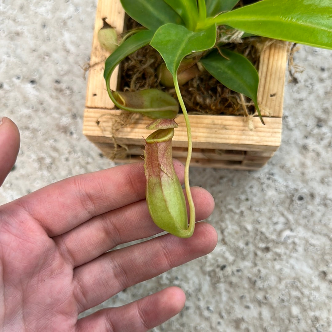 Nepenthes sp. - Monkey Cup – Kent East Hill Nursery