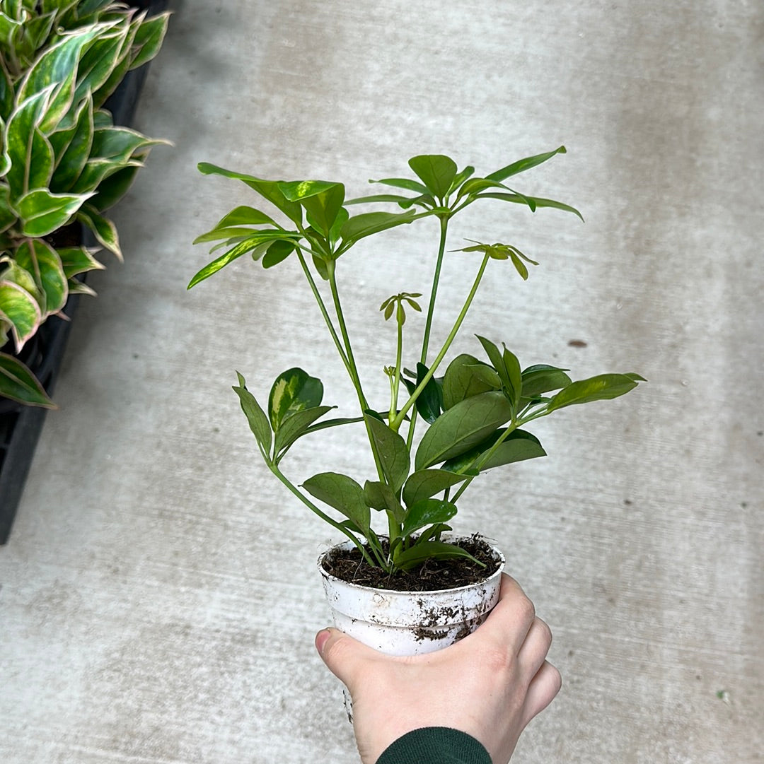 Schefflera Gold Capella 4" – Kent East Hill Nursery