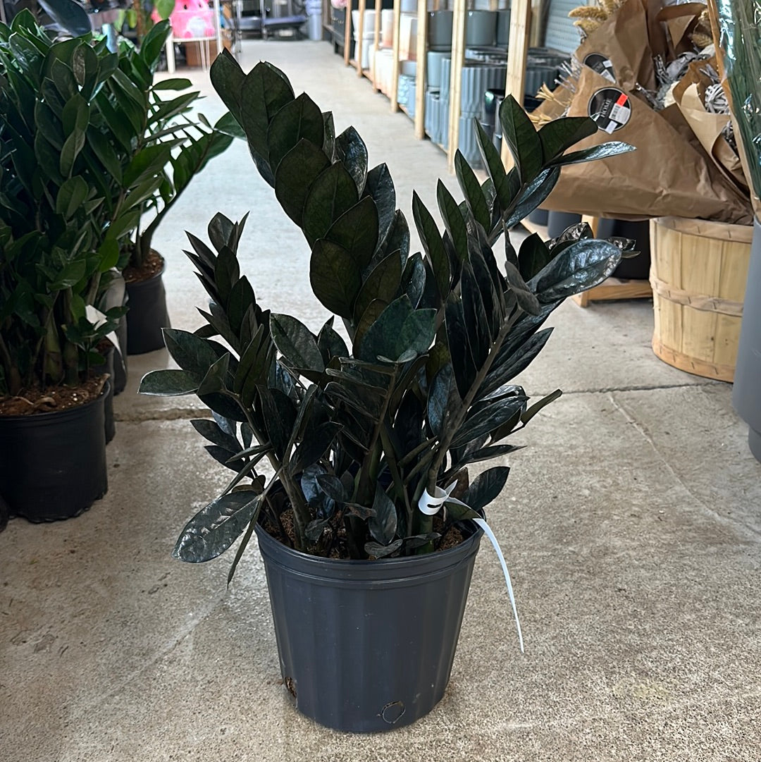 Zamioculcas zamiifolia 'Raven' 10" - Raven ZZ Plant – Kent East Hill ...