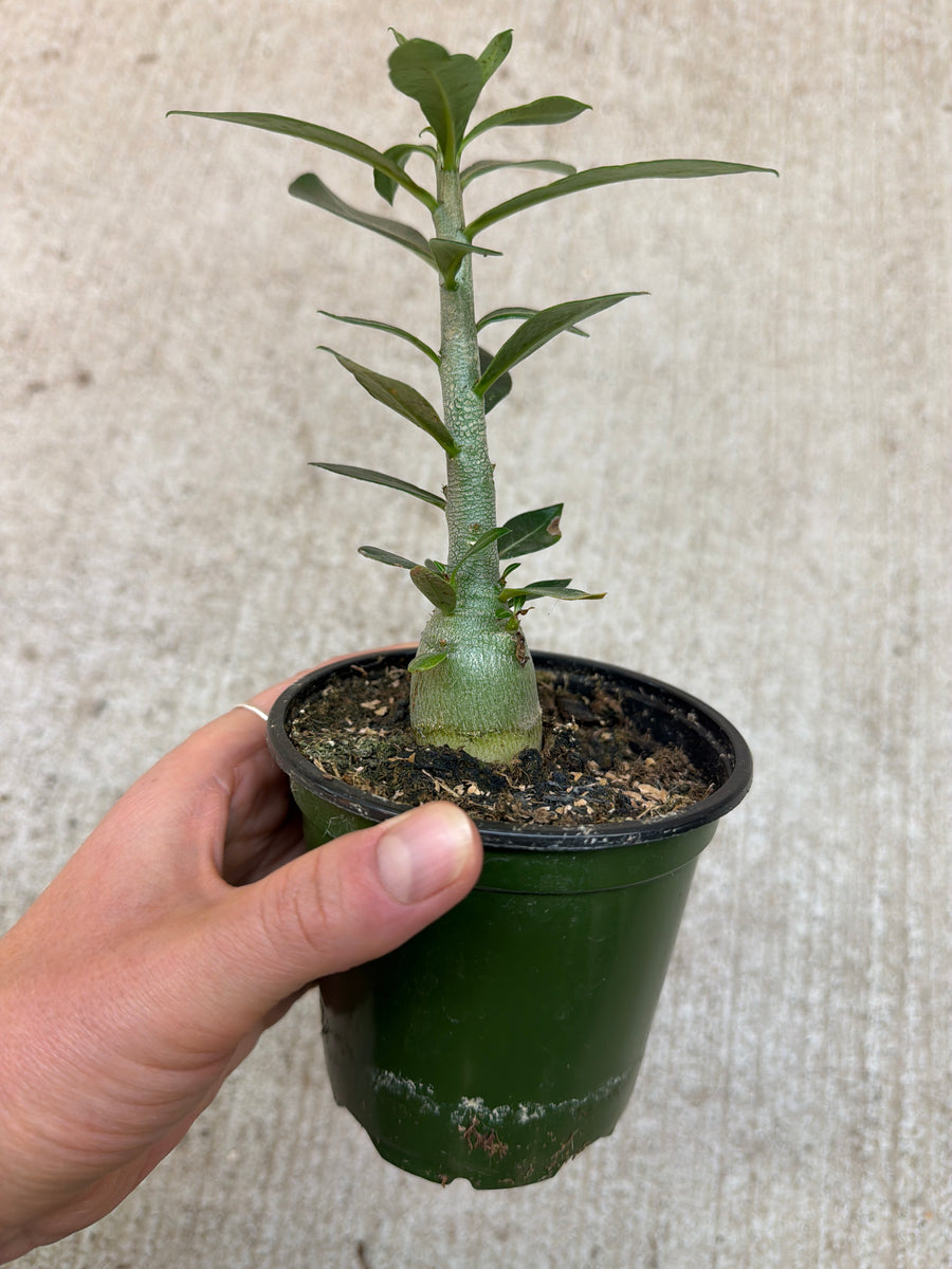 Adenium picotee 4" - Desert Rose – Kent East Hill Nursery