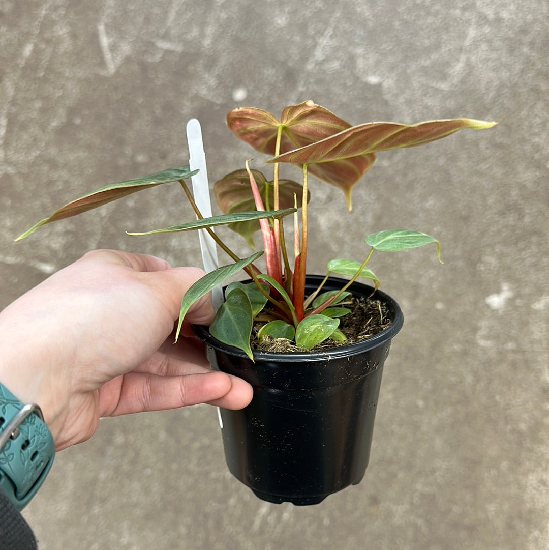 Philodendron El Choco Red 4" – Kent East Hill Nursery