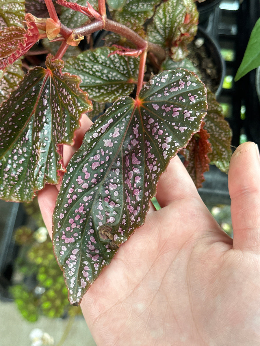 Begonia maculata Pink Spot 4" – Kent East Hill Nursery