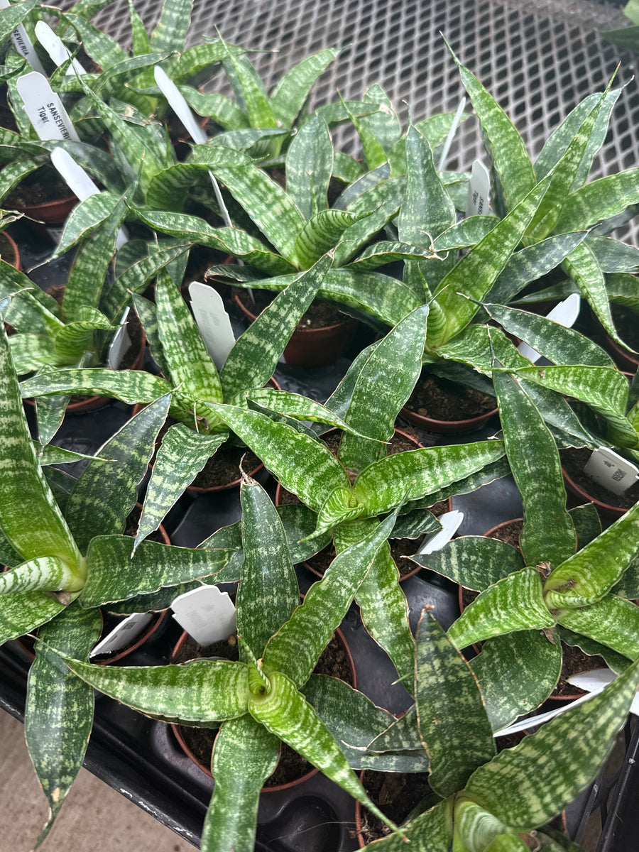 Sansevieria Tiger 2" - Snake Plant – Kent East Hill Nursery