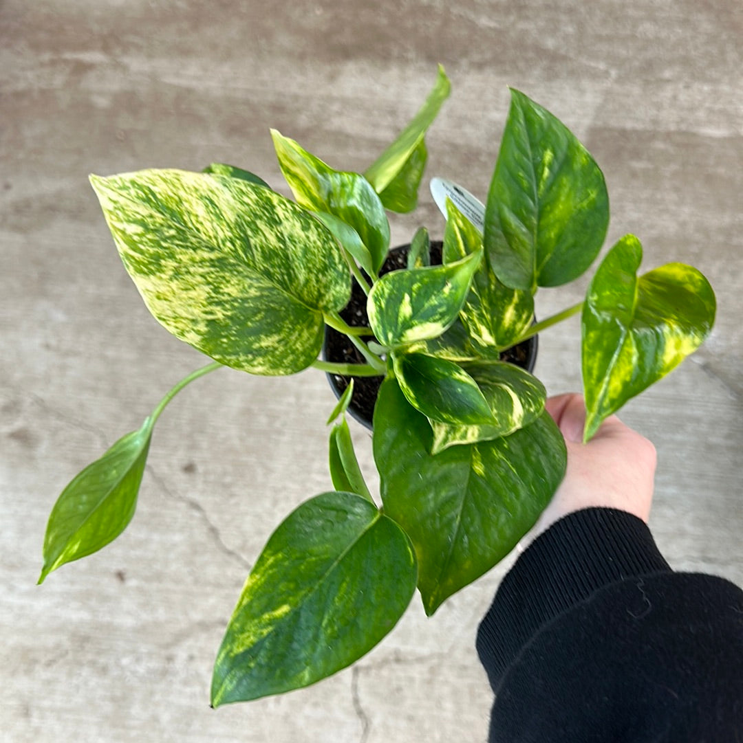 Epipremnum 'Glitter Goddess' 4" - Pothos – Kent East Hill Nursery