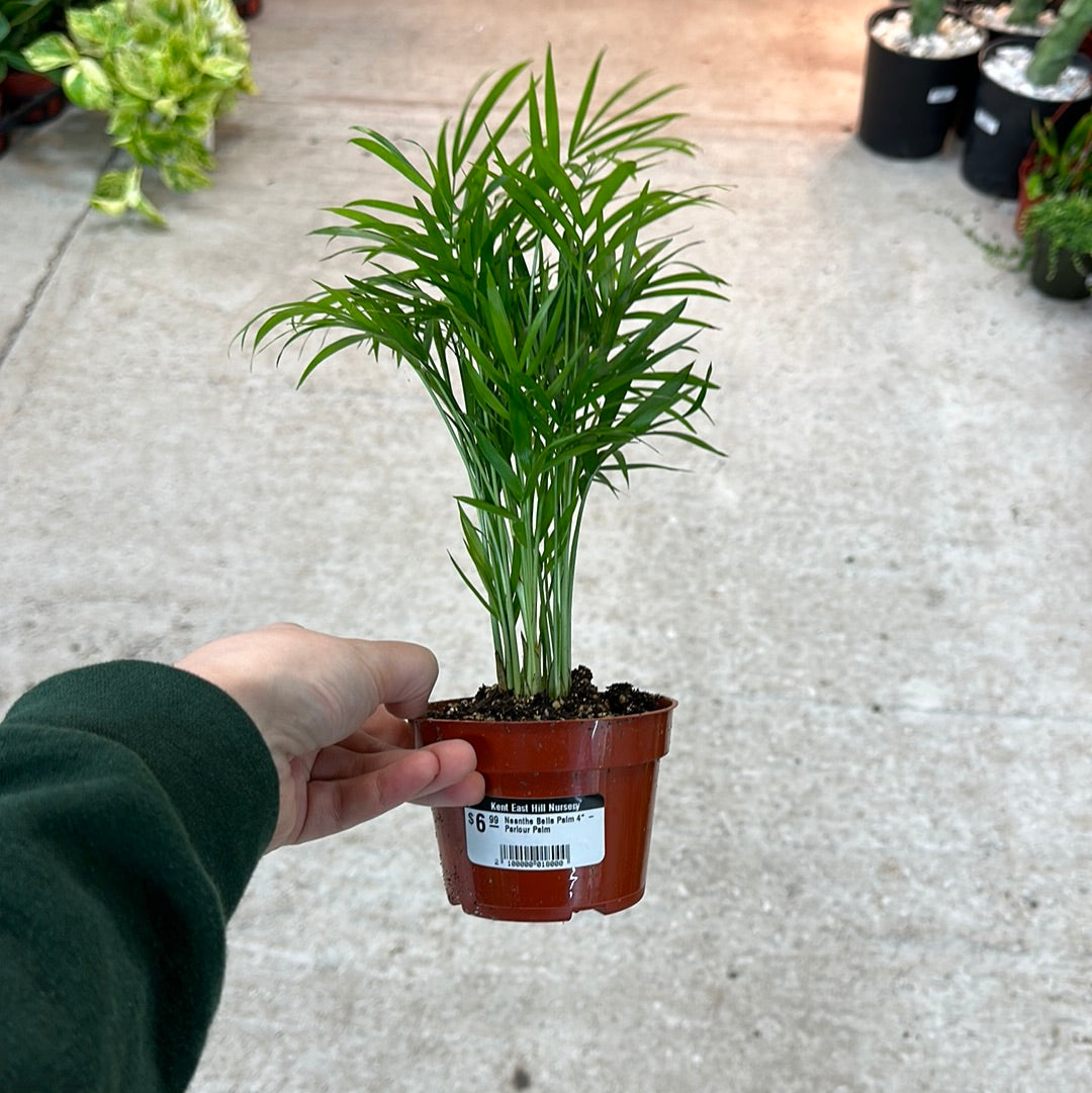 Neanthe Bella Palm 4" - Parlour Palm – Kent East Hill Nursery