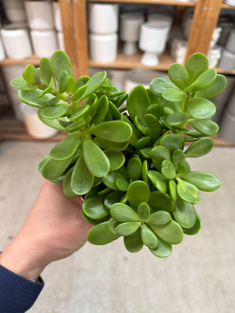 Senecio Jacobsenii 4" - Trailing Jade Plant – Kent East Hill Nursery