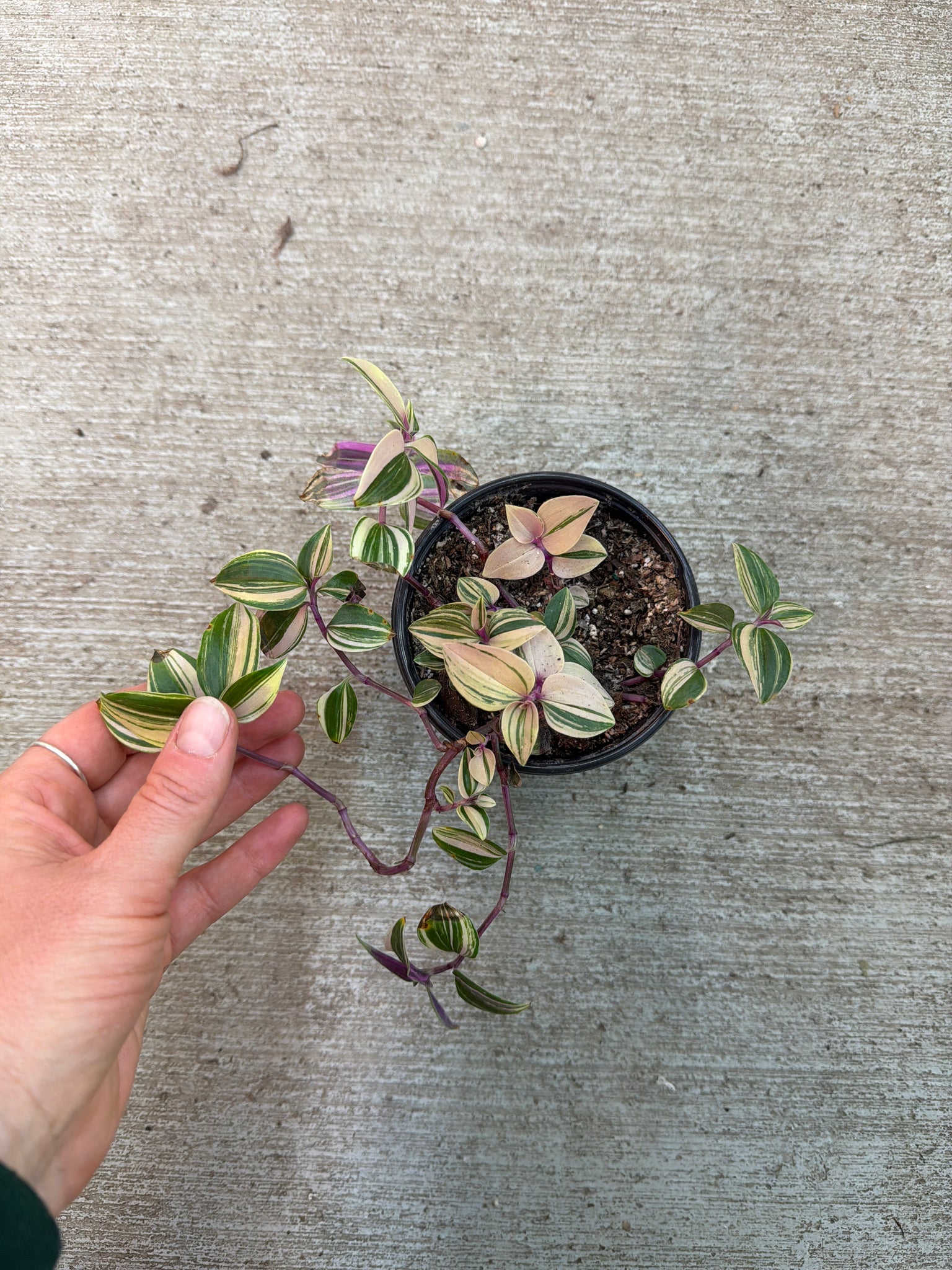 Tradescantia tricolor pink princess 4" - Inch Plant – Kent East Hill ...