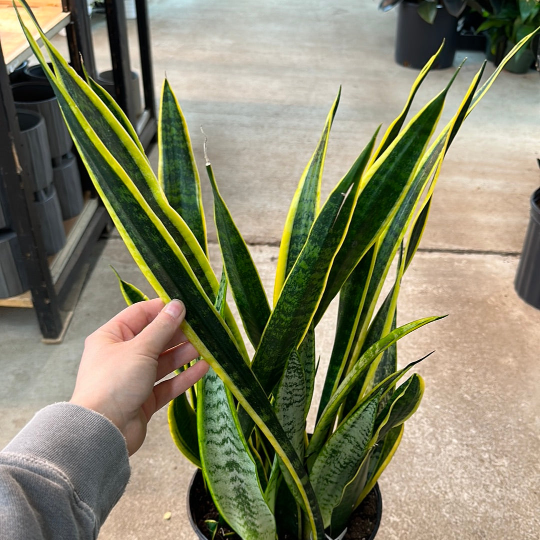 Sansevieria Laurentii 8" - Variegated Snake Plant – Kent East Hill Nursery