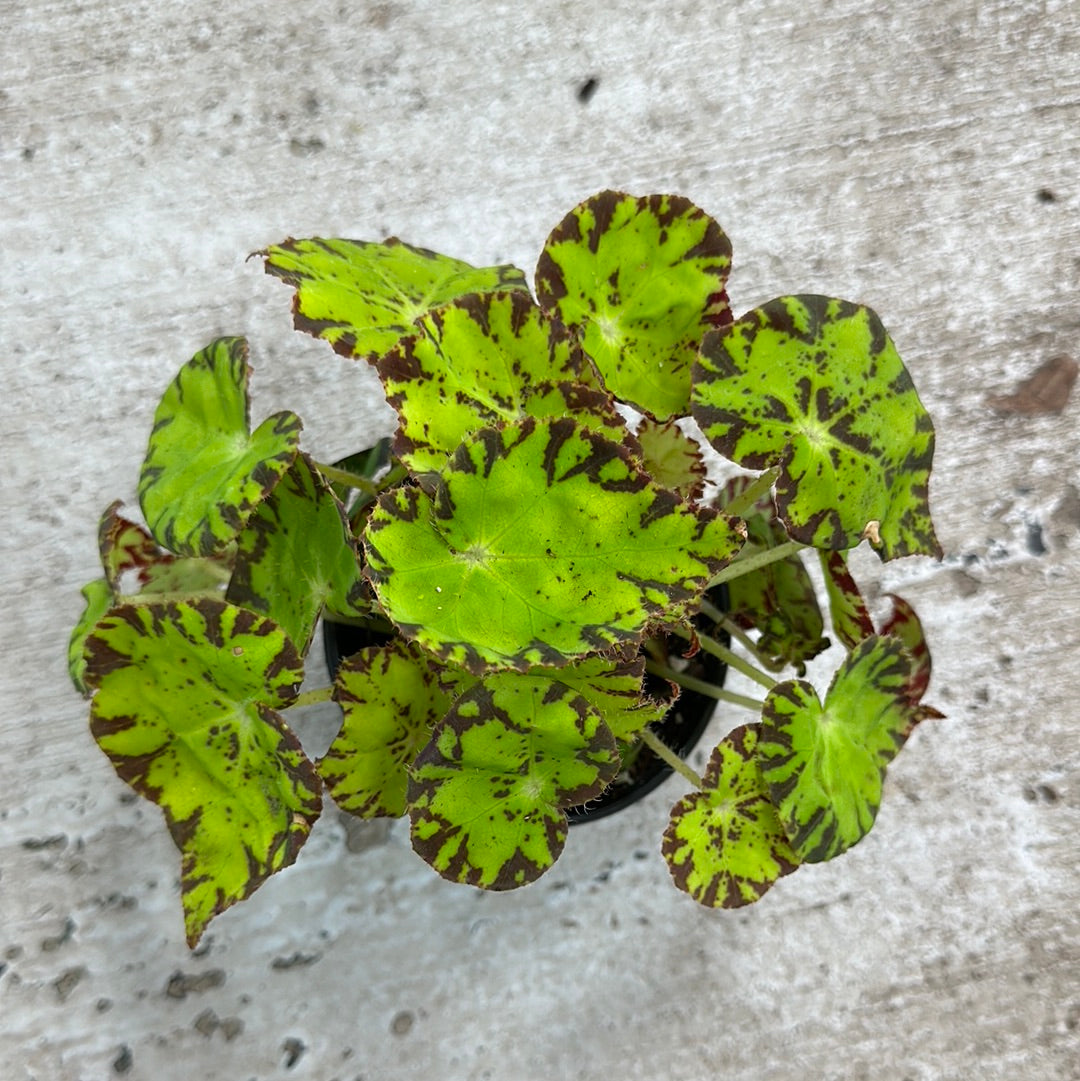 Begonia 'Amelia's Kaleidoscope' 4" – Kent East Hill Nursery
