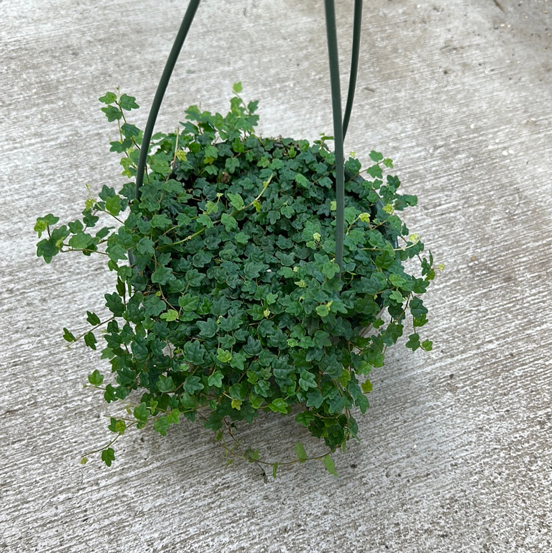 Ficus Quercifolia 6" HB - String of Frogs – Kent East Hill Nursery