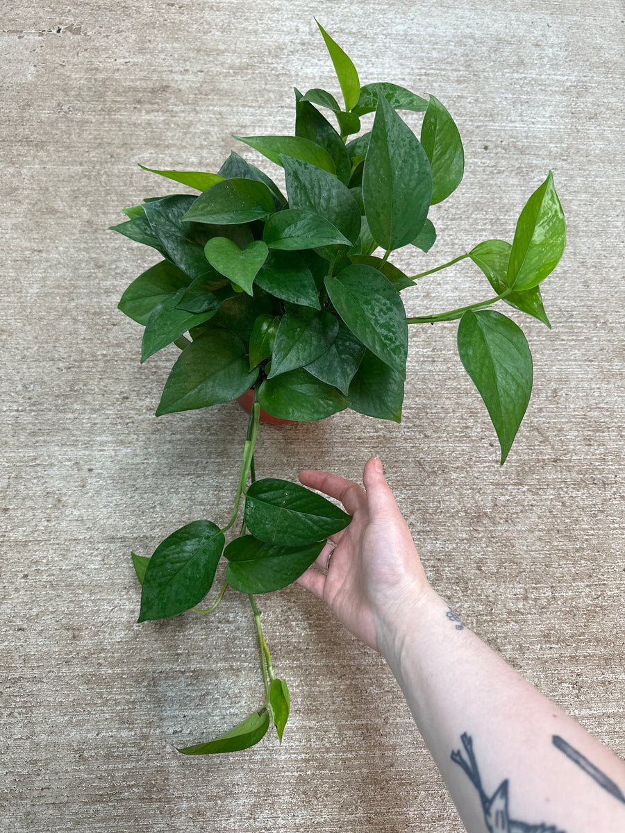 Epipremnum 'Jade' 6" - Jade Pothos – Kent East Hill Nursery