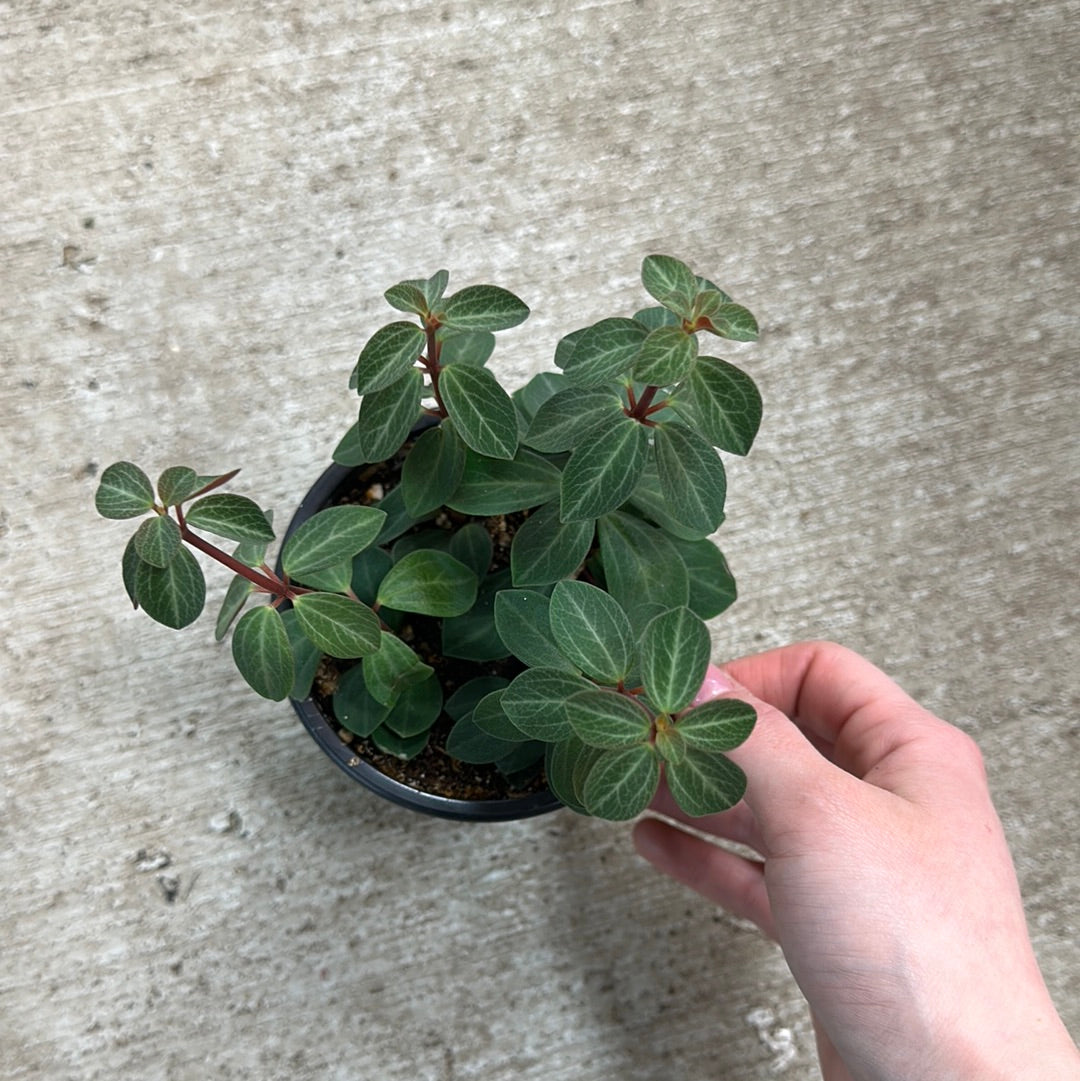 Peperomia Rubella 4" – Kent East Hill Nursery
