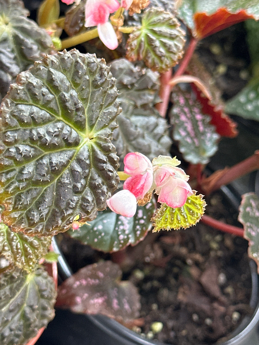 Begonia Ruby Dragon 4" – Kent East Hill Nursery