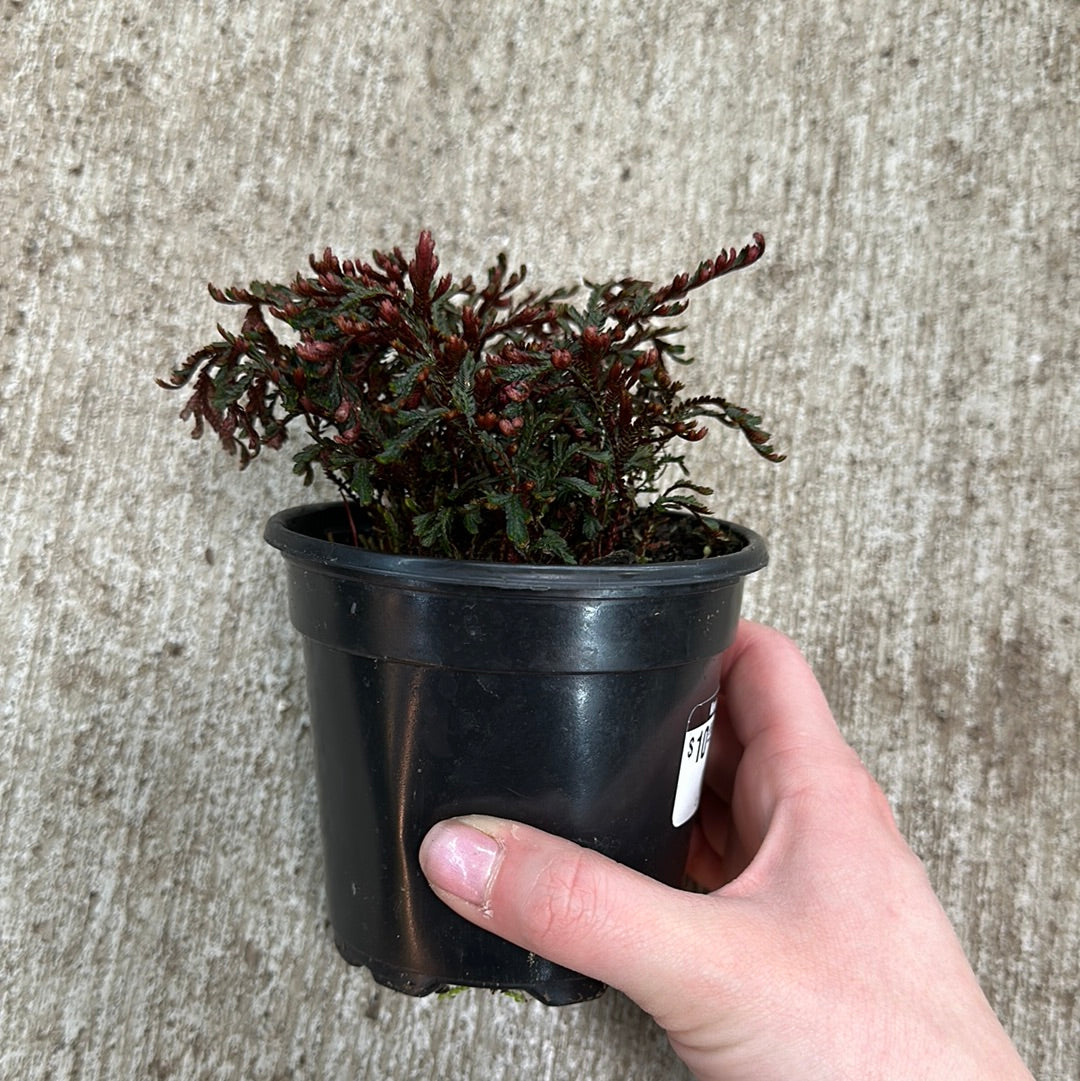 Selaginella erythropus 'Sanguinea' 4" - Ruby Red Spikemoss – Kent East ...
