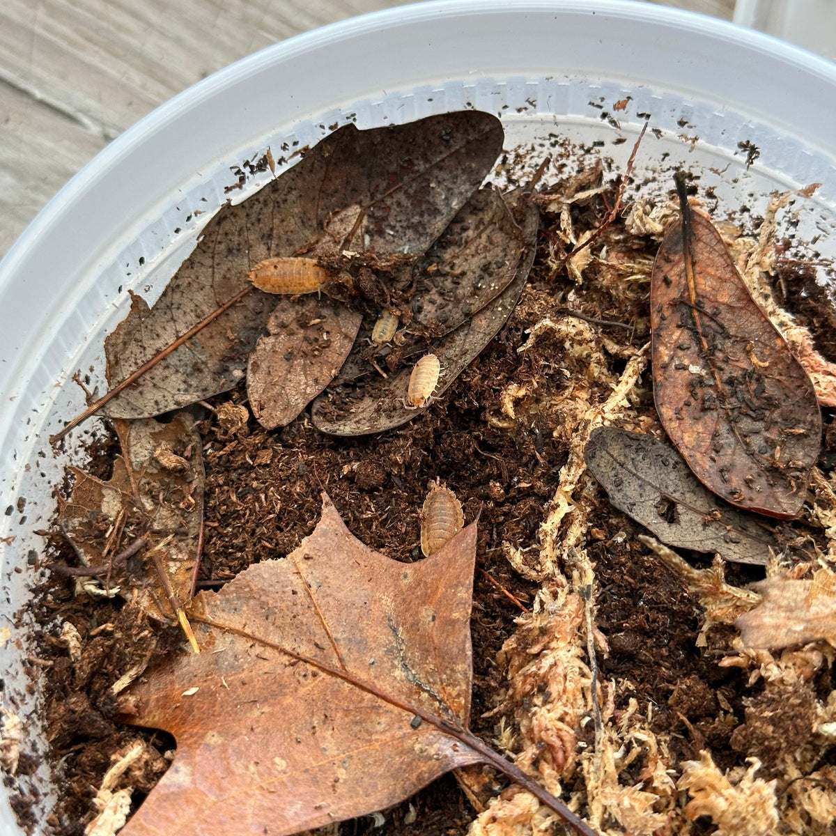 Lemonade Scaber Isopod – Kent East Hill Nursery