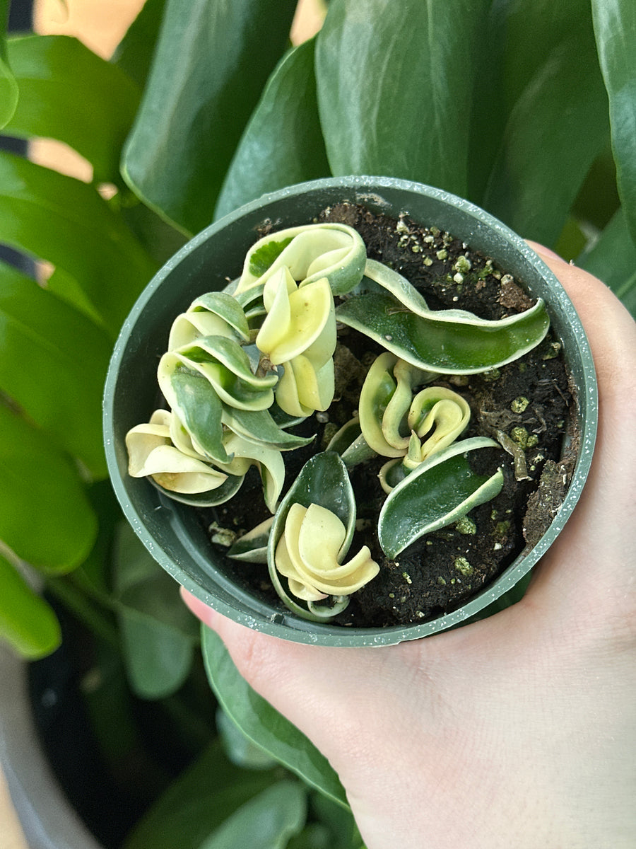 Hoya compacta variegata 4" - Variegated Rope Hoya – Kent East Hill Nursery