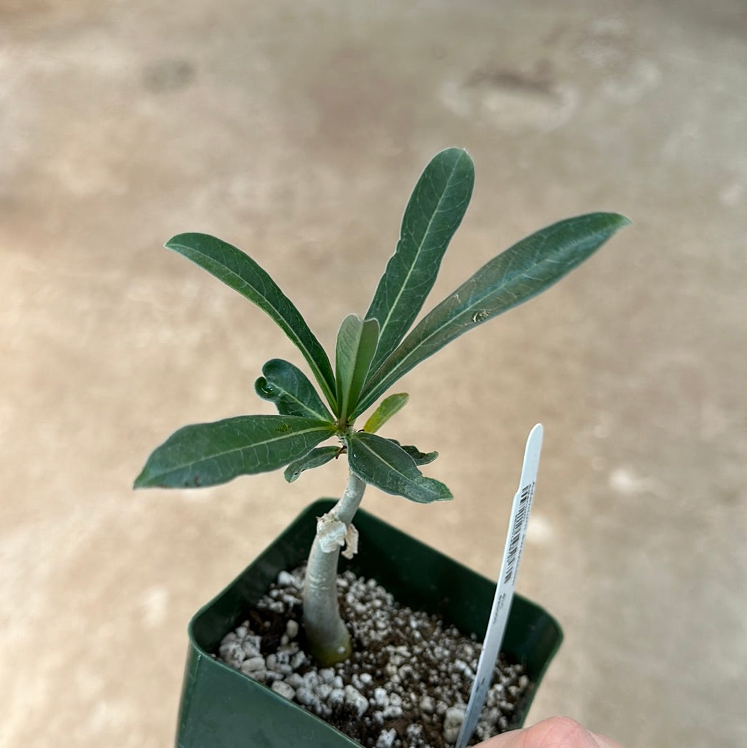 Adenium swazicum 4" – Kent East Hill Nursery