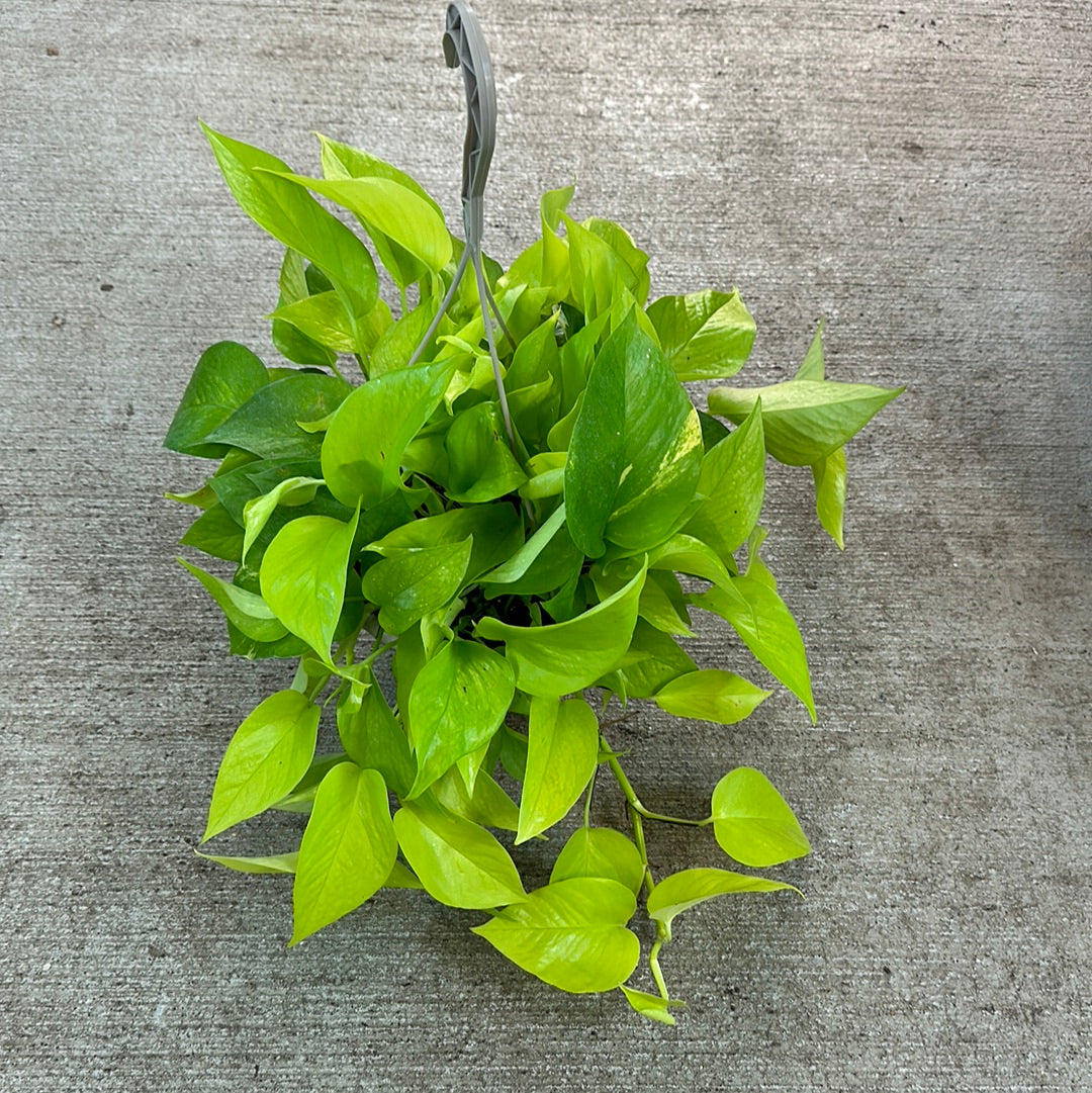 Epipremnum 'Neon' 8" HB - Neon Pothos – Kent East Hill Nursery