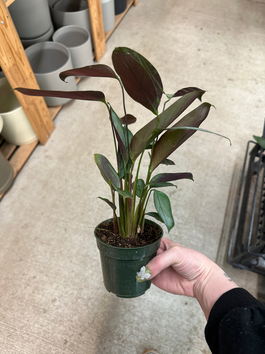Ctenanthe setosa 'Grey Star' 4" - Never Never Plant – Kent East Hill ...
