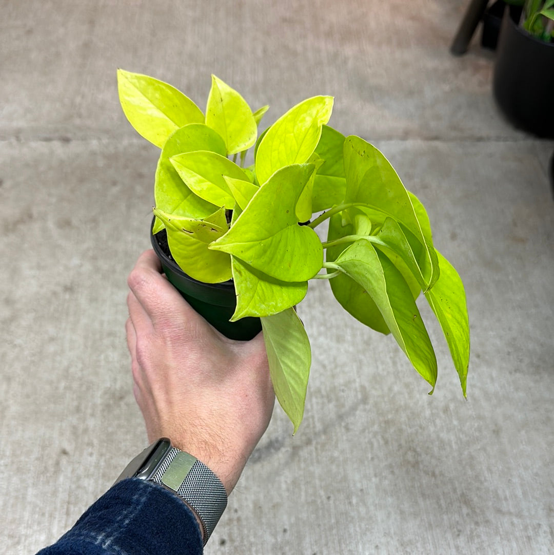 Epipremnum aureum 'Neon' 4" - Pothos – Kent East Hill Nursery