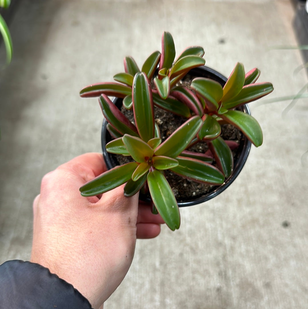 Peperomia Ruby Glow 4" – Kent East Hill Nursery