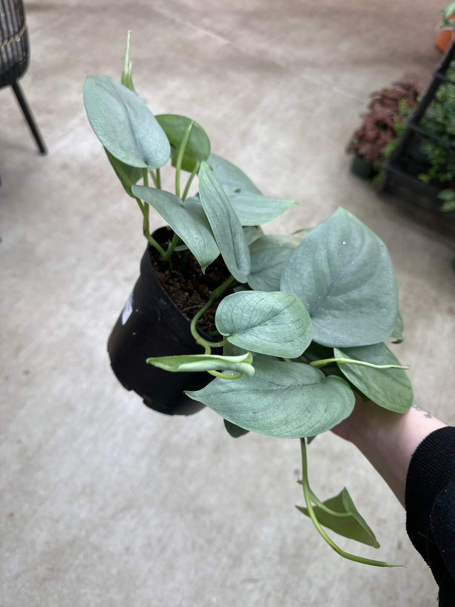 Scindapsus pictus platinum 6" - Satin Pothos – Kent East Hill Nursery
