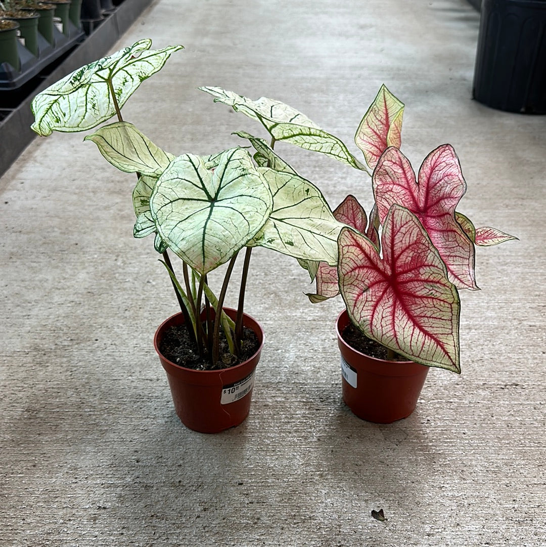 Caladium sp. 4" – Kent East Hill Nursery