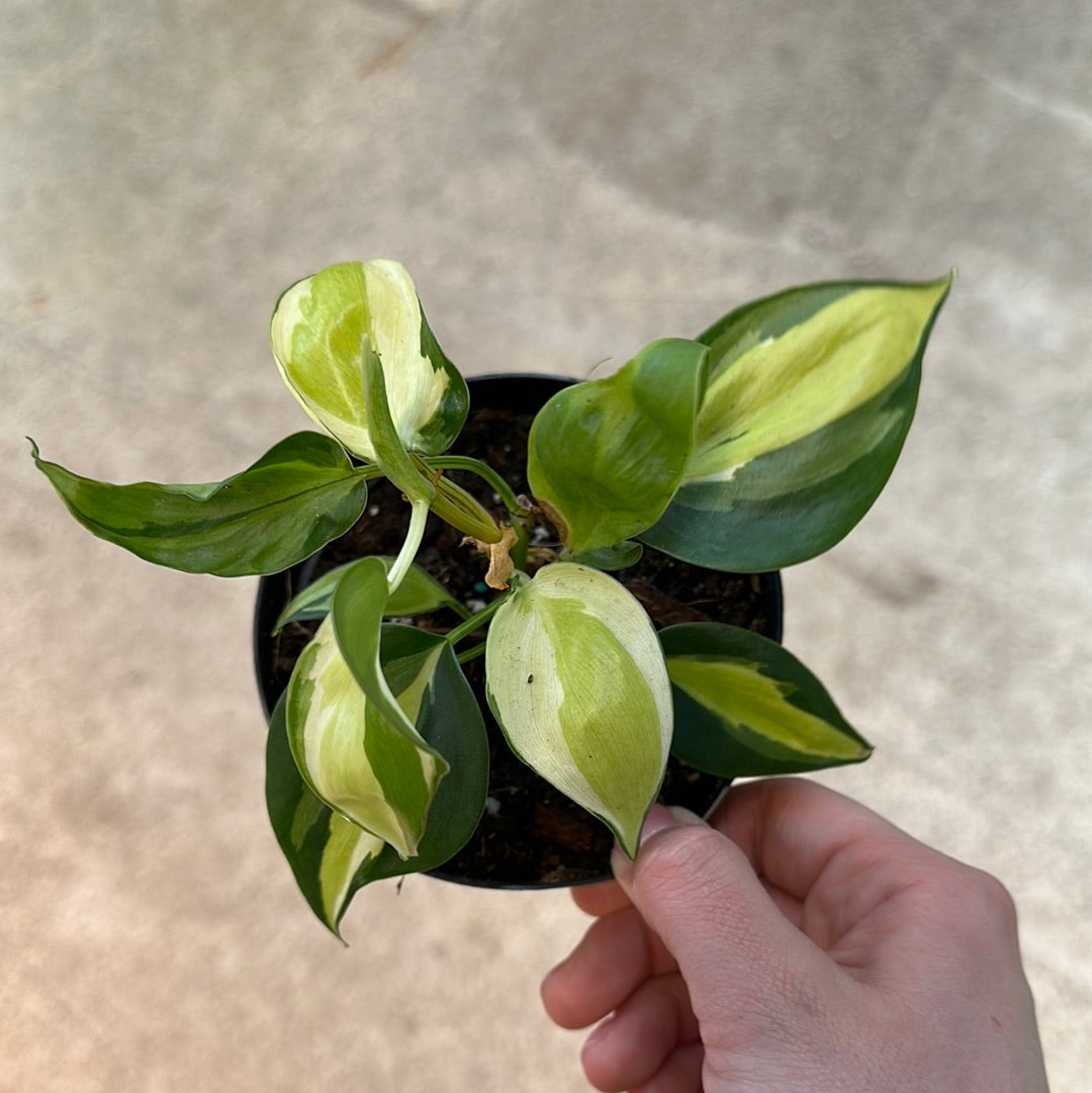 Philodendron Gabby 4" – Kent East Hill Nursery