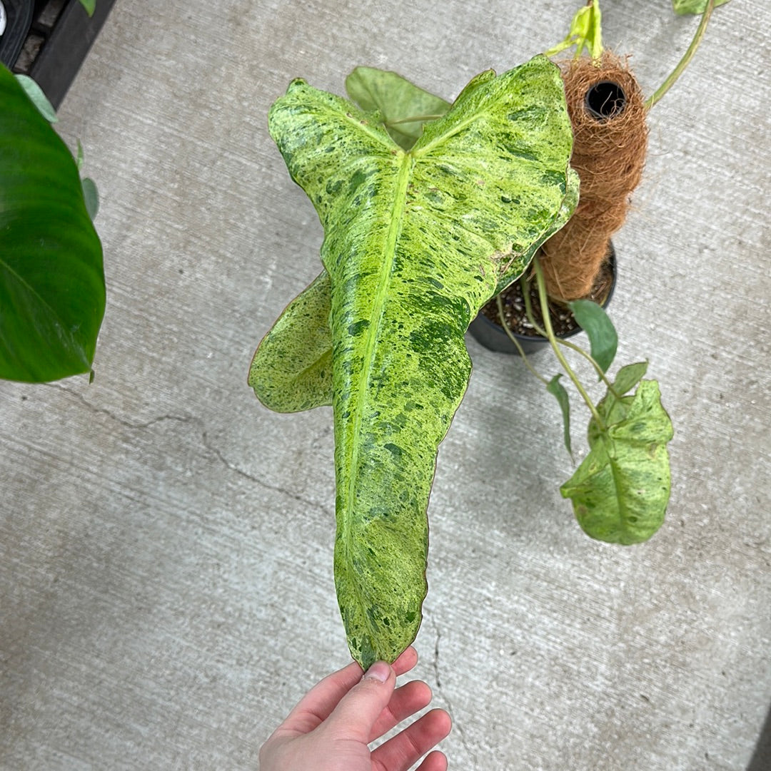 Philodendron Paraiso Verde 6" – Kent East Hill Nursery