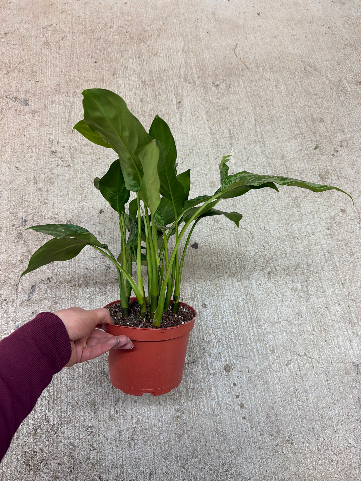 Aglaonema Camouflage 6" - Chinese Evergreen – Kent East Hill Nursery