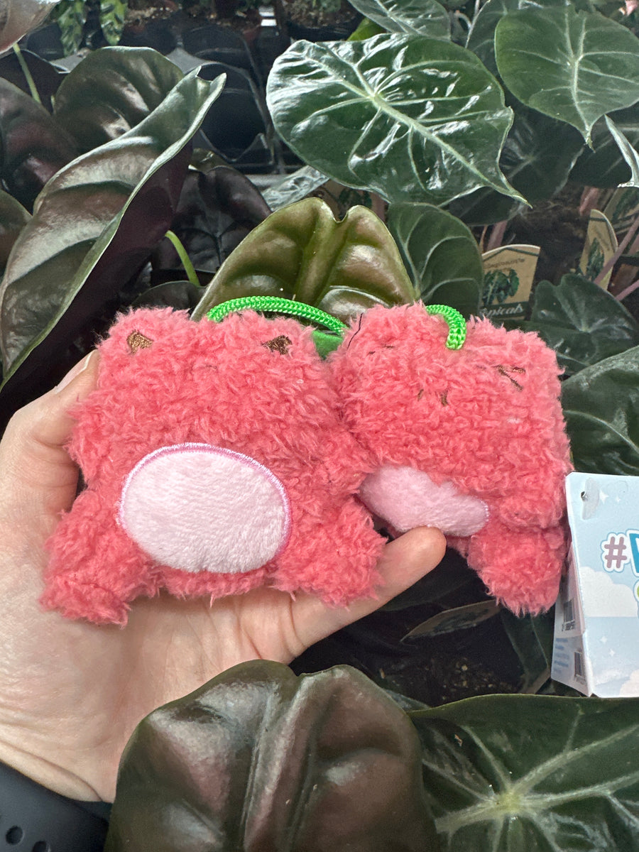 Mini Cherry Wawa Clip – Kent East Hill Nursery