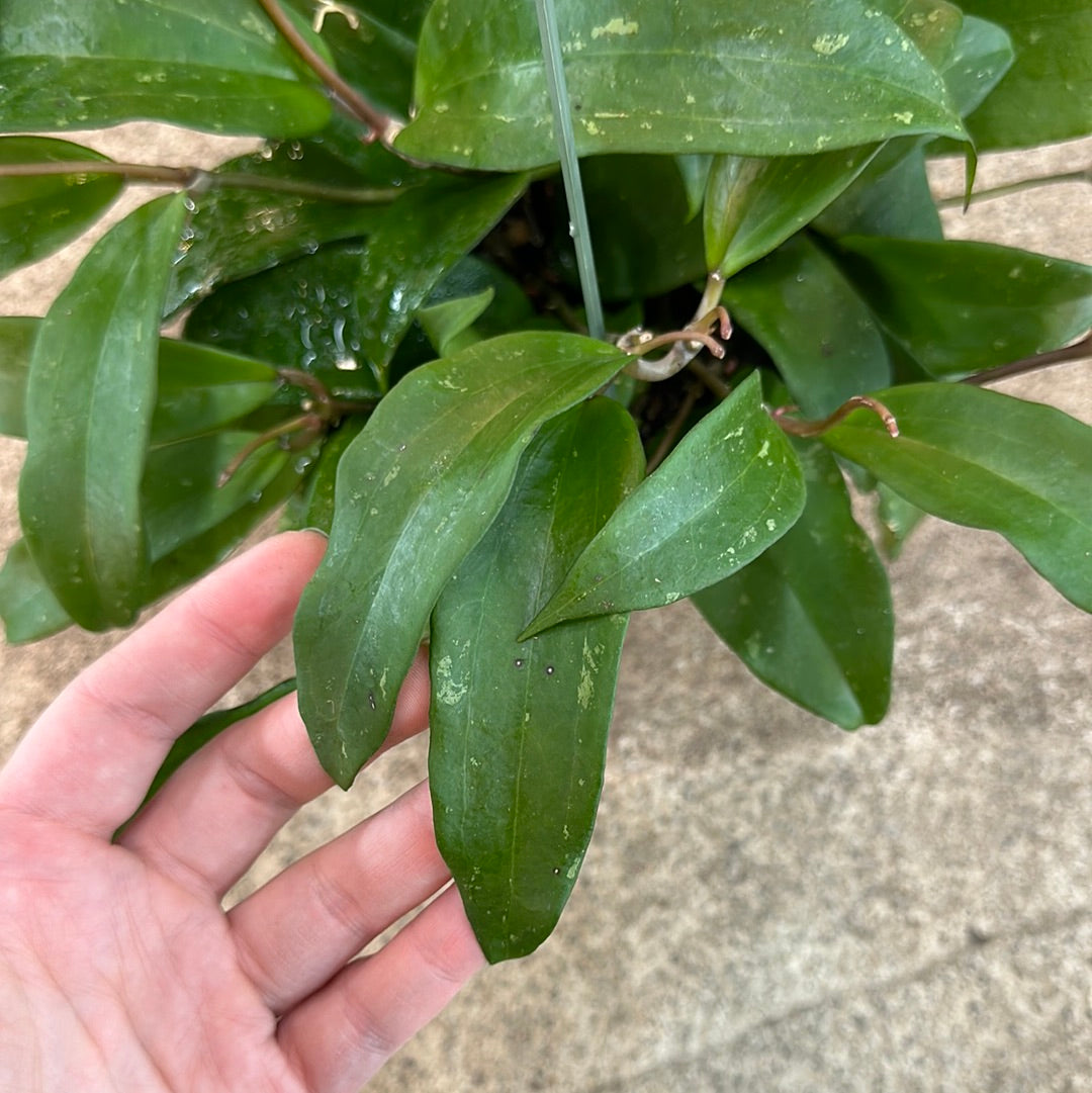 Hoya rigida 6" – Kent East Hill Nursery