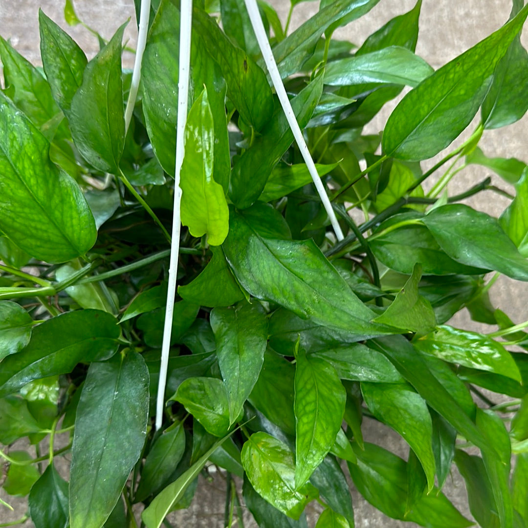Epipremnum Skeleton Key 8" HB - Pothos – Kent East Hill Nursery