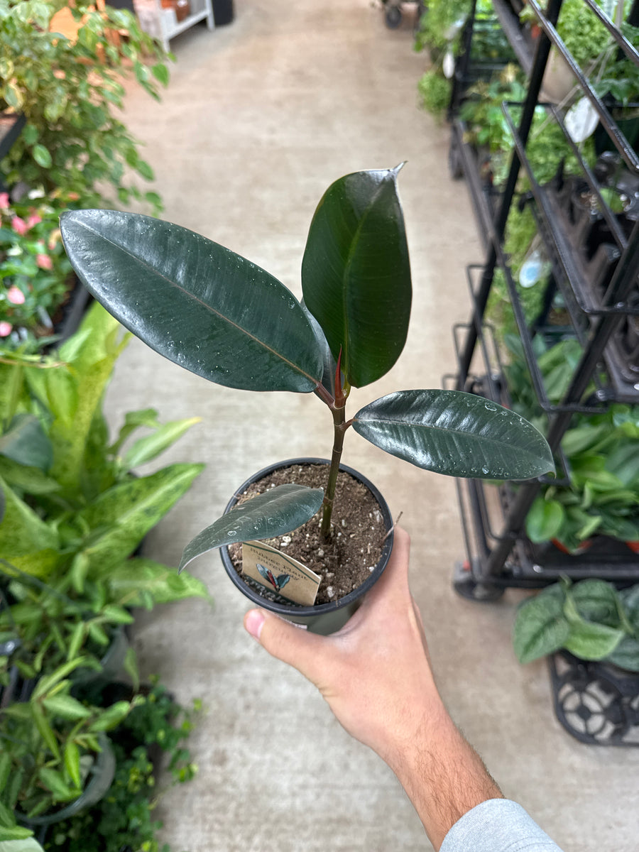 Ficus Decora Burgundy 4" - Burgundy Rubber Plant – Kent East Hill Nursery