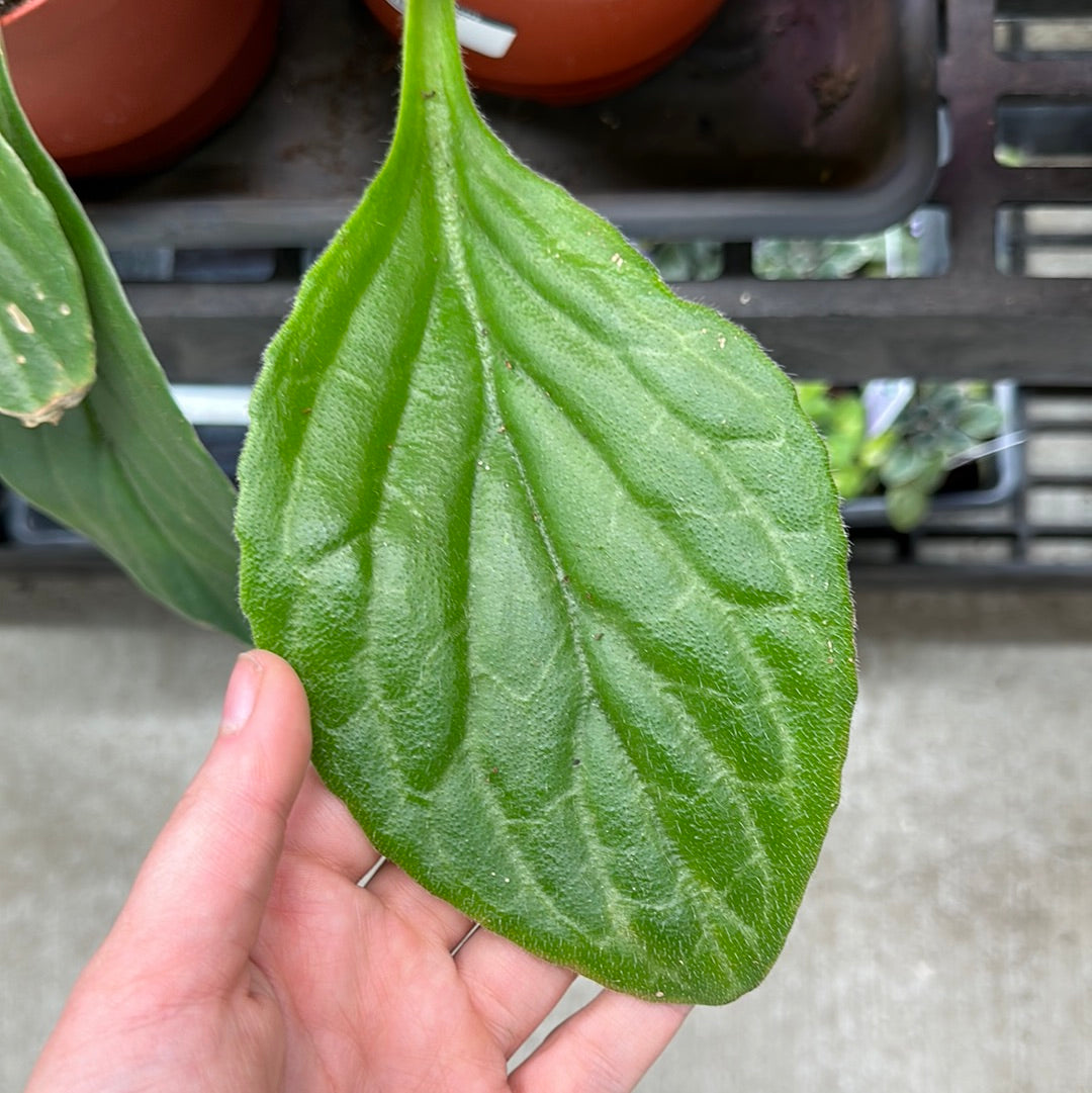 Primulina sp. 6" – Kent East Hill Nursery