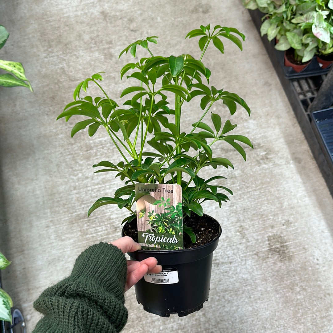 Schefflera sp. 6" - Umbrella Tree – Kent East Hill Nursery