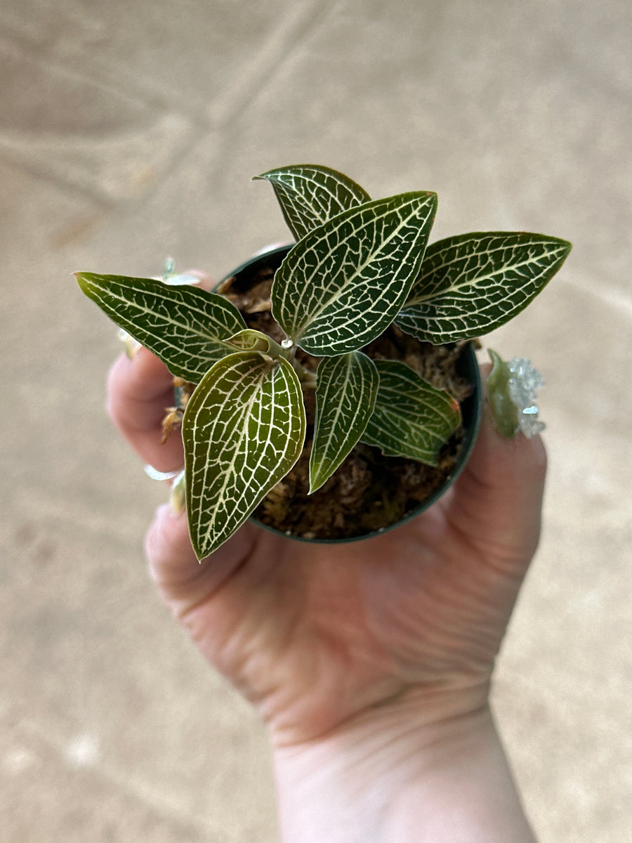 Ludochilus Poly 2" - Jewel orchid – Kent East Hill Nursery
