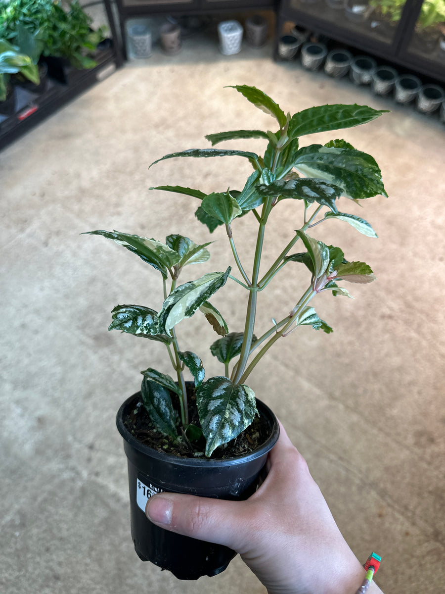 Pilea cadierei 'Variegata' 4" - Variegated Aluminum Plant – Kent East ...