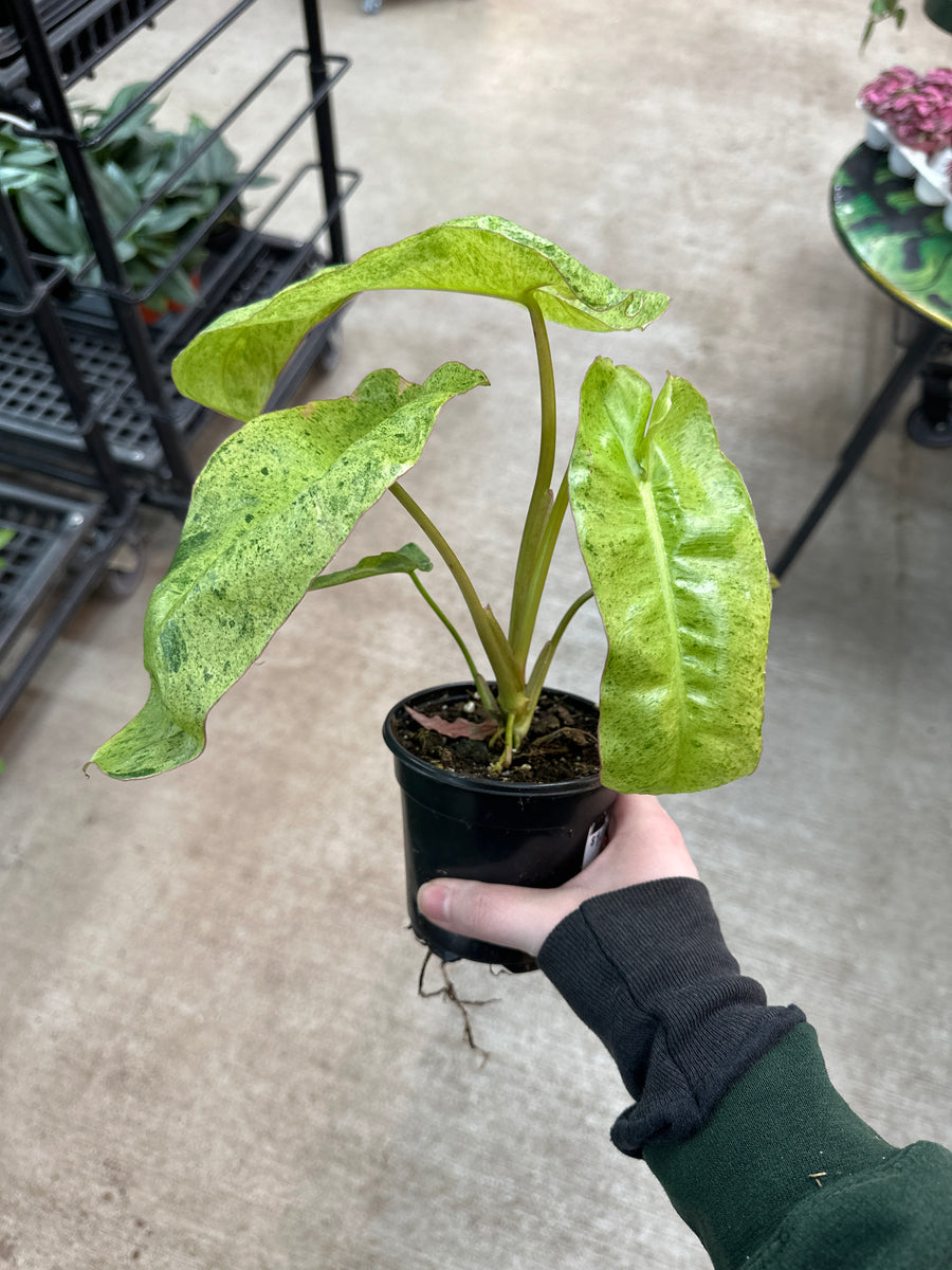 Philodendron Paraiso Verde 4" – Kent East Hill Nursery