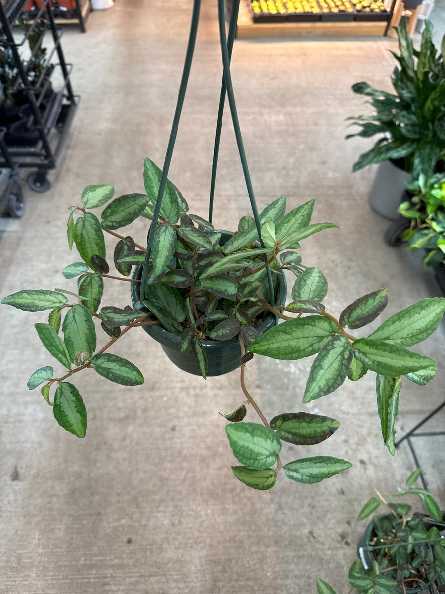 Pellonia repens 6" - Polynesian Ivy – Kent East Hill Nursery