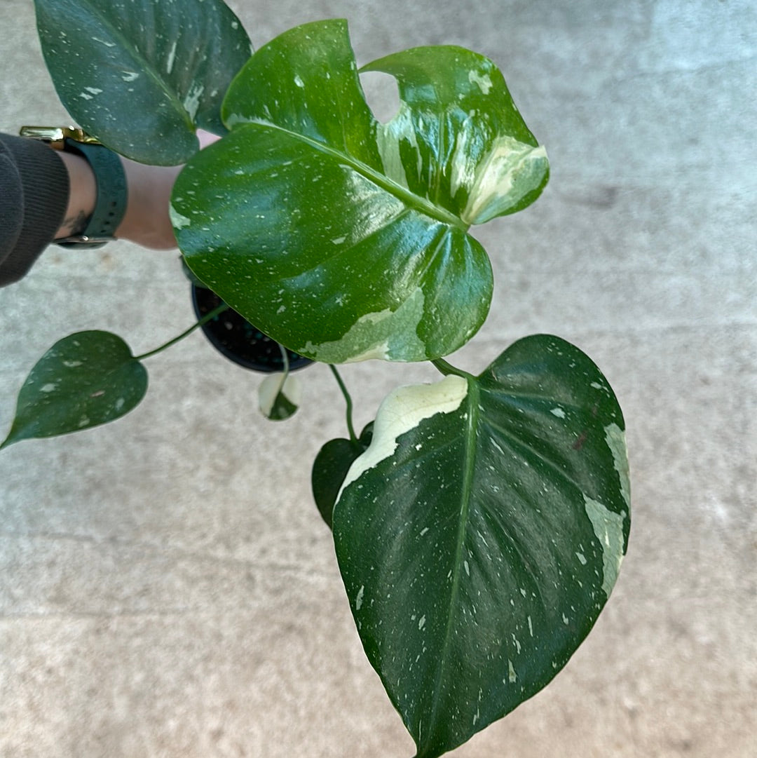 Monstera Thai Constellation Starter Plant 4" -BIG LEAF – Kent East Hill ...