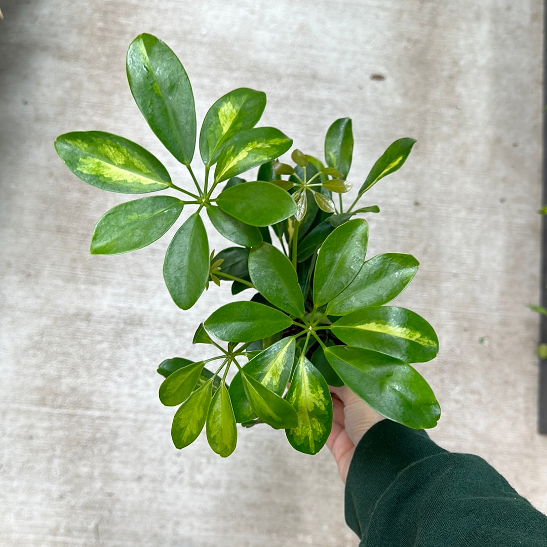 Schefflera Gold Capella 4" – Kent East Hill Nursery