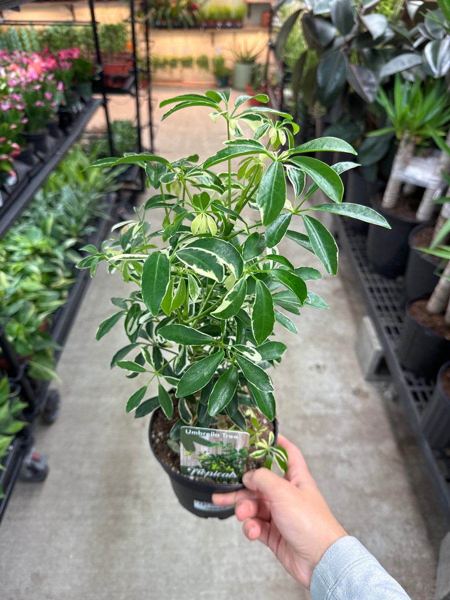 Schefflera sp. Variegata Bush 6" - Umbrella Tree – Kent East Hill Nursery