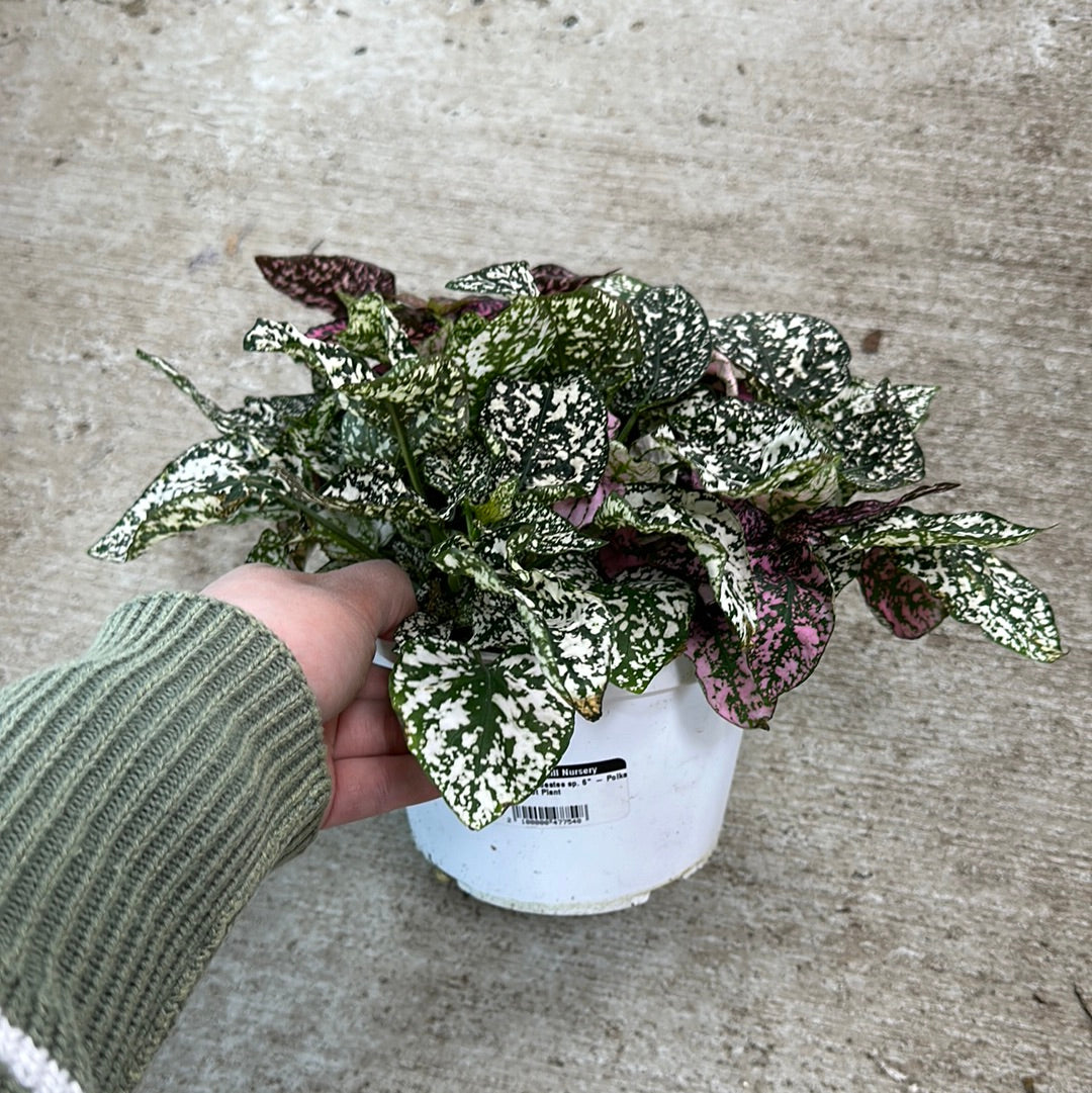 Hypoestes sp. 6" - Polka Dot Plant – Kent East Hill Nursery