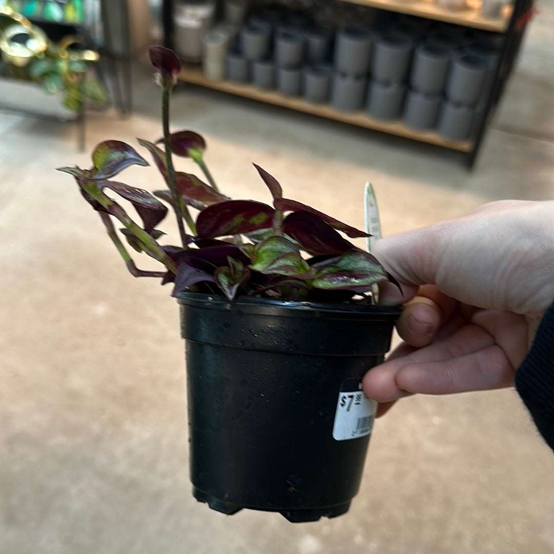 Tradescantia zebrina red 4" - Inch Plant – Kent East Hill Nursery